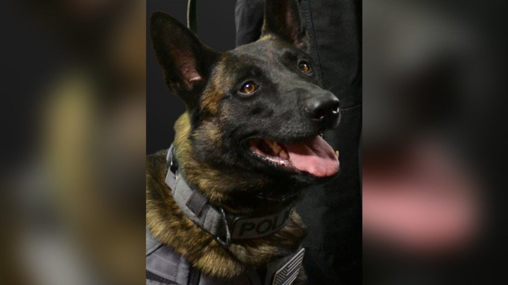 Fountain Police introduce new K9 donated by Shield 616