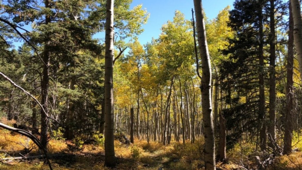 Dixon Trail in Cheyenne Mountain State Park open to hikers Tuesday