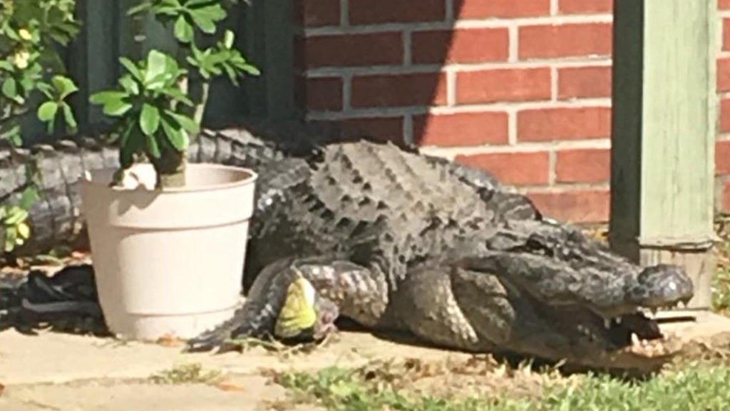 Large gator found chilling outside front door in Louisiana