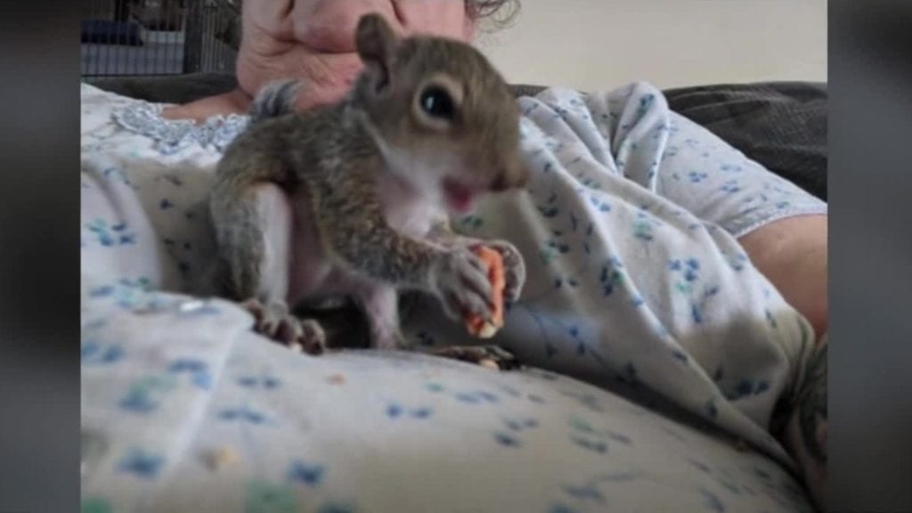 Woman seeking attorney after Frontier Airlines emotional support ...