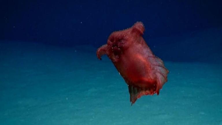 “Headless Chicken Monster” spotted in the water off of Antarctica