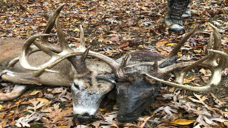 “Two-headed” deer killed in Kentucky