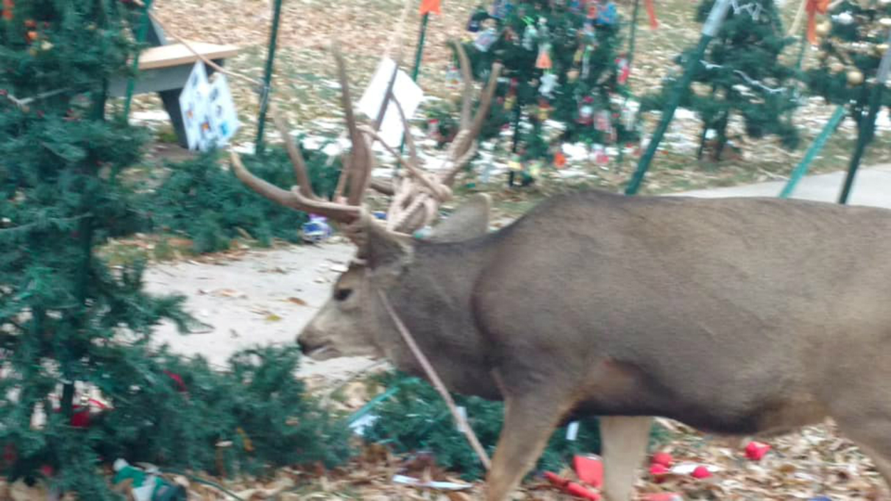 Salida Fire and CPW rescue buck trapped in Christmas decorations