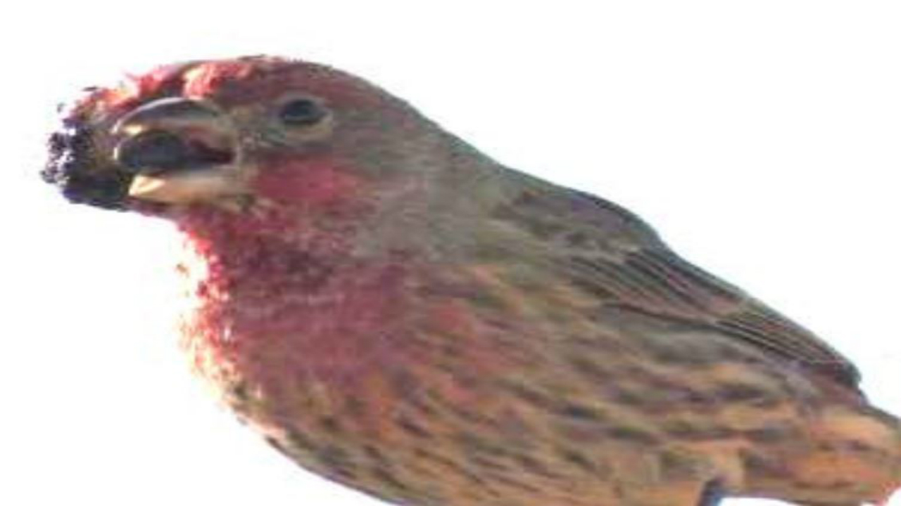 CPW warns dirty bird feeders can lead to disease