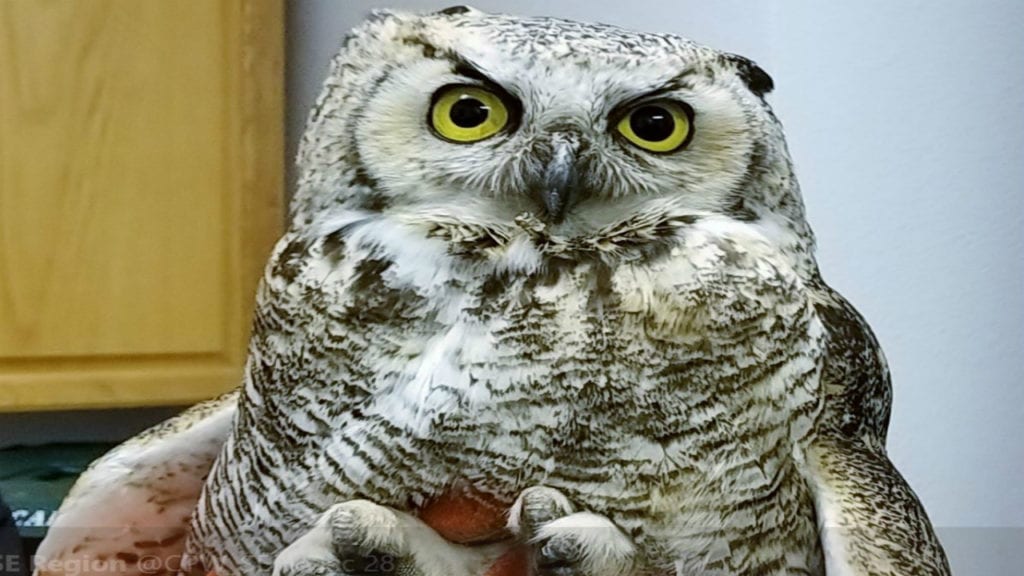CPW officers help save great horned owl with unknown injury