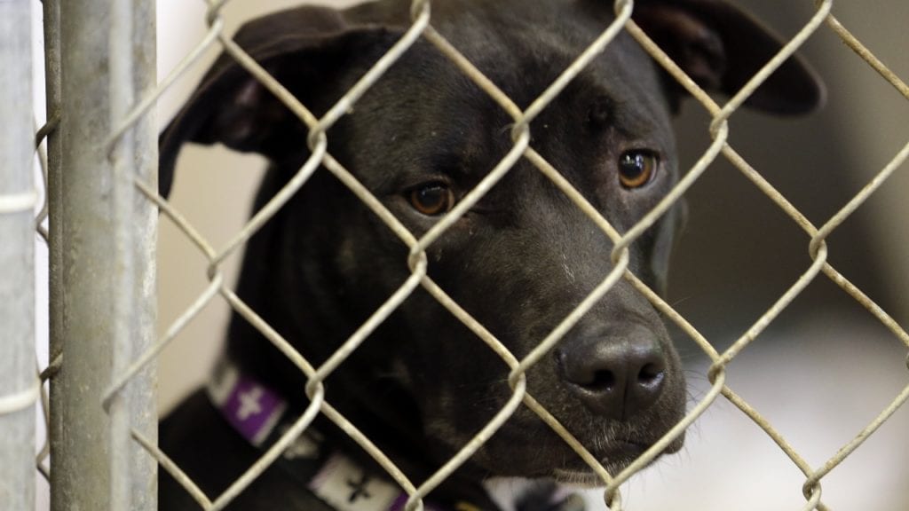 Florida lawmakers seek federal law against animal cruelty