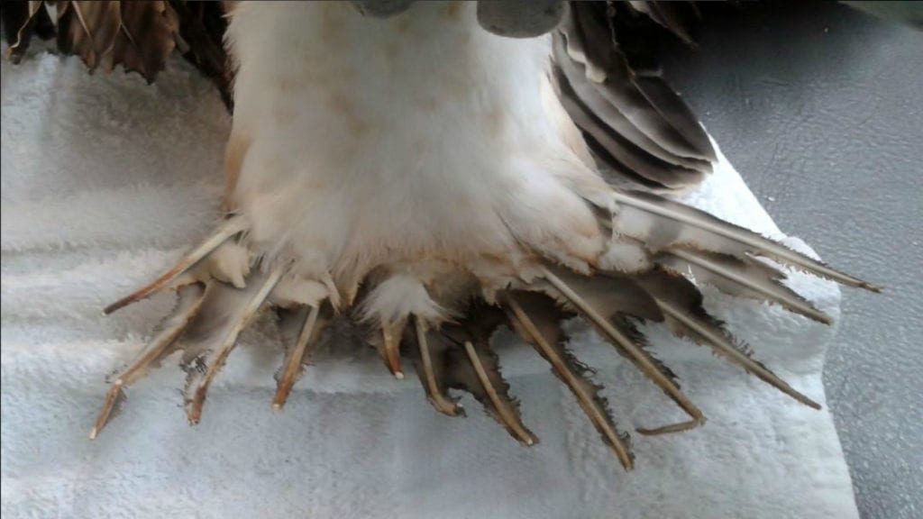 CPW asks anglers for help in supplying fish to rehabbing osprey
