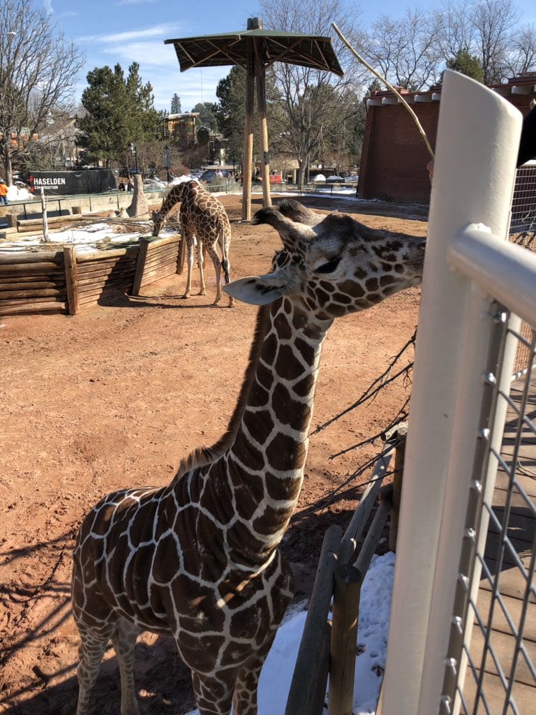 Dobby the giraffe turns 2!