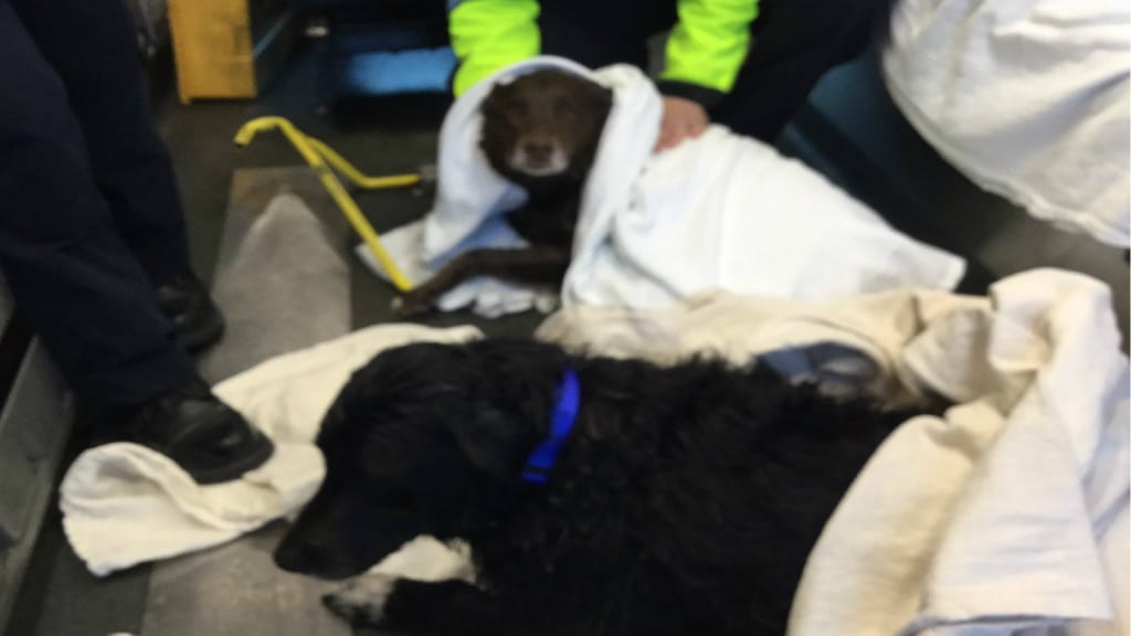 Denver firefighters rescue dogs from icy waters