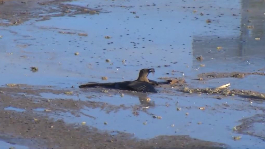 Coca-Cola spills onto street after leak at Texas plant