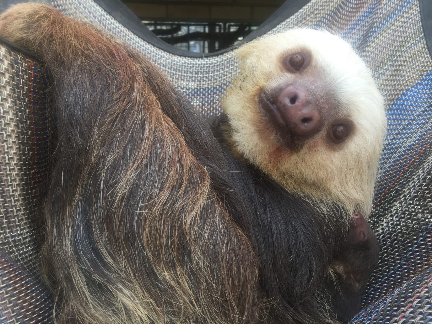 Cheyenne Mountain Zoo announces the birth of a two-toed sloth