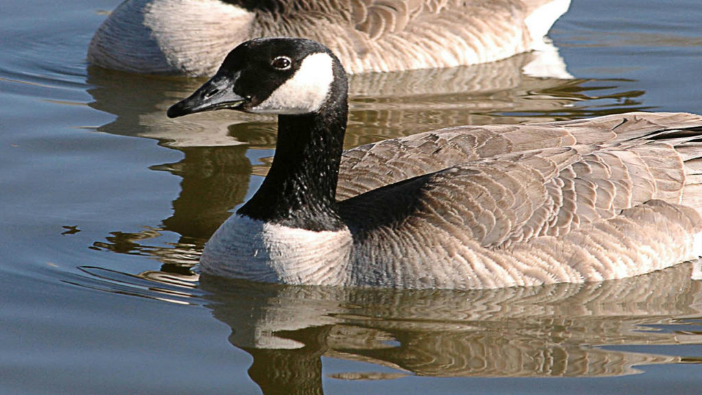 USDA catching geese across Denver parks and shipping them to be ...